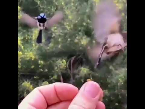 Qushlar olami - YouTube