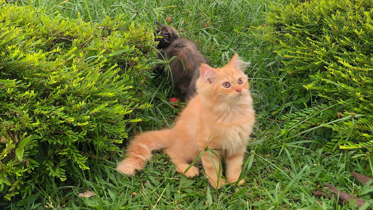 Kittens Enjoy Adorable Moment in The Public Garden For The First Time ...