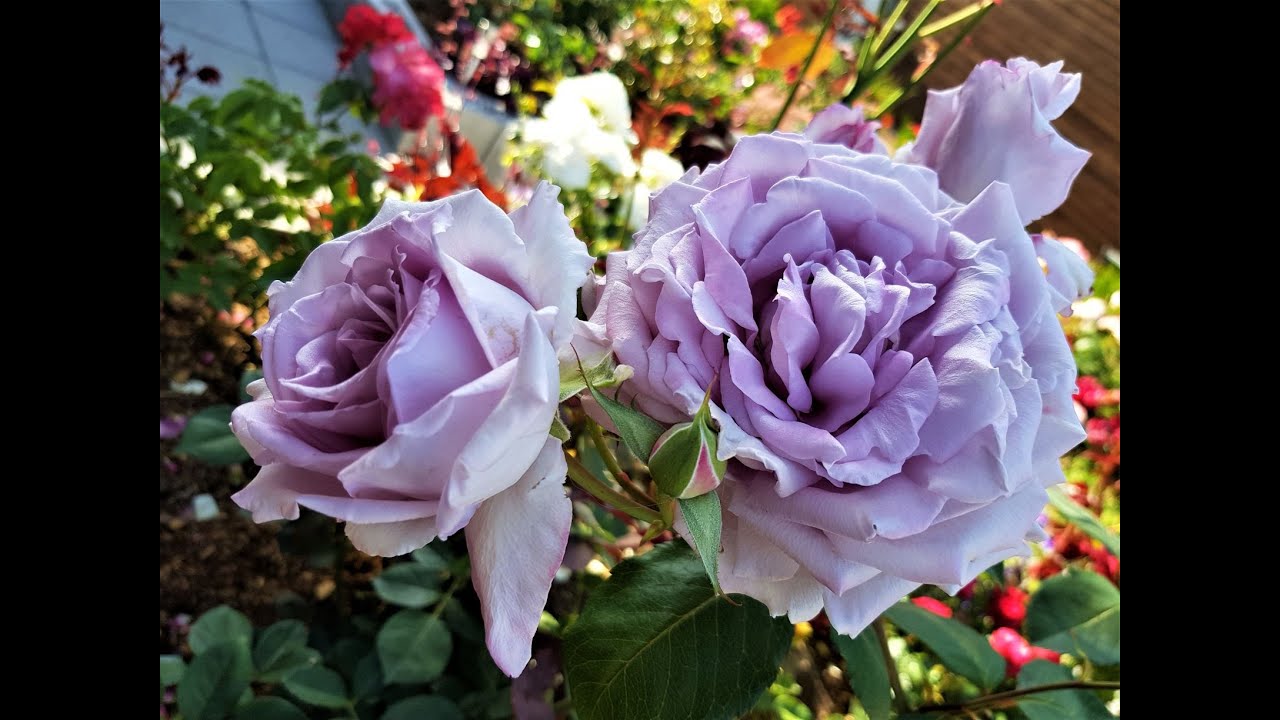 103 Modern Roses - YouTube