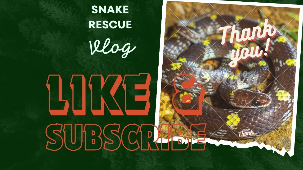 Snake Rescue # Common Wolf Snake rescue # Common Wolf Snake # Snake in ...