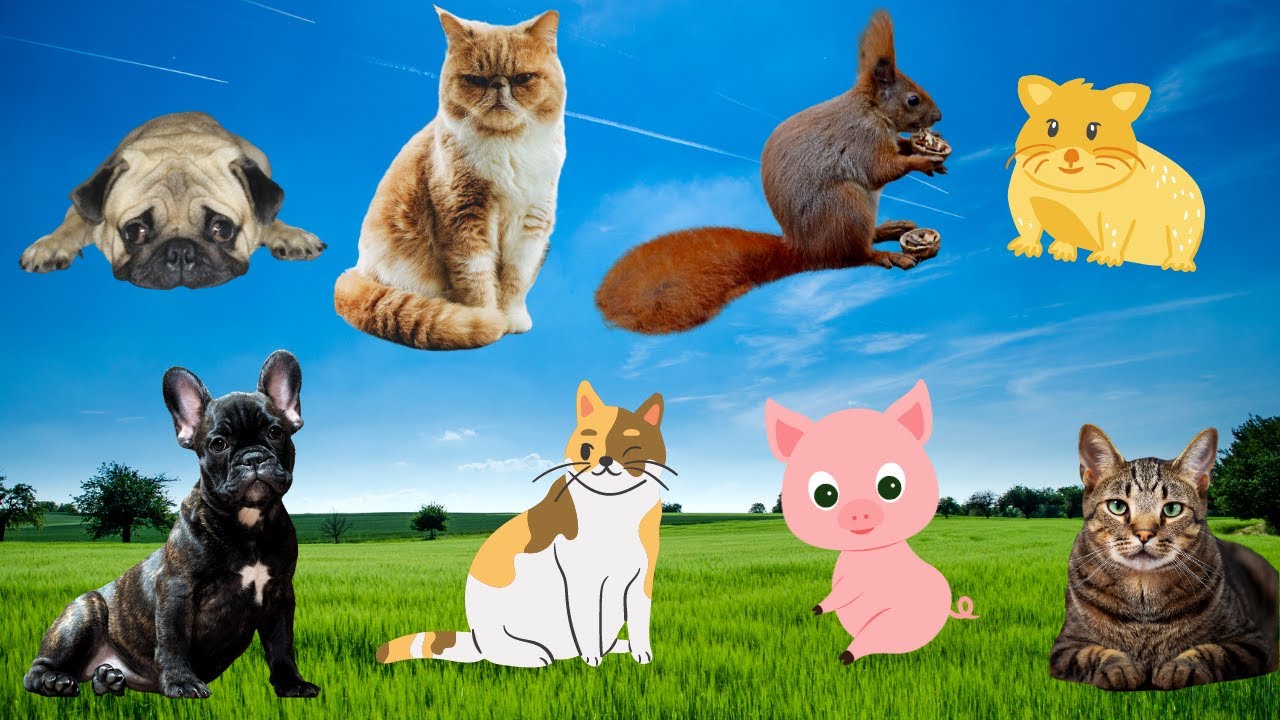 Animal Joy Kittens, Dogs Playful, Guinea Pigs Munching Fun filled ...