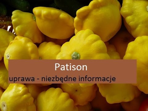 Patison - uprawa - YouTube