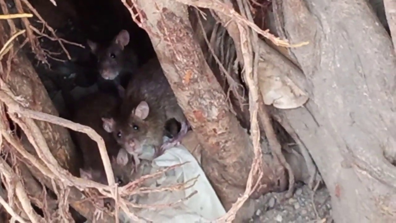 Rats in Banyan Tree roots, Saidapet, Chennai - ஆலமரம் வேரில் ஏலீகள் ...