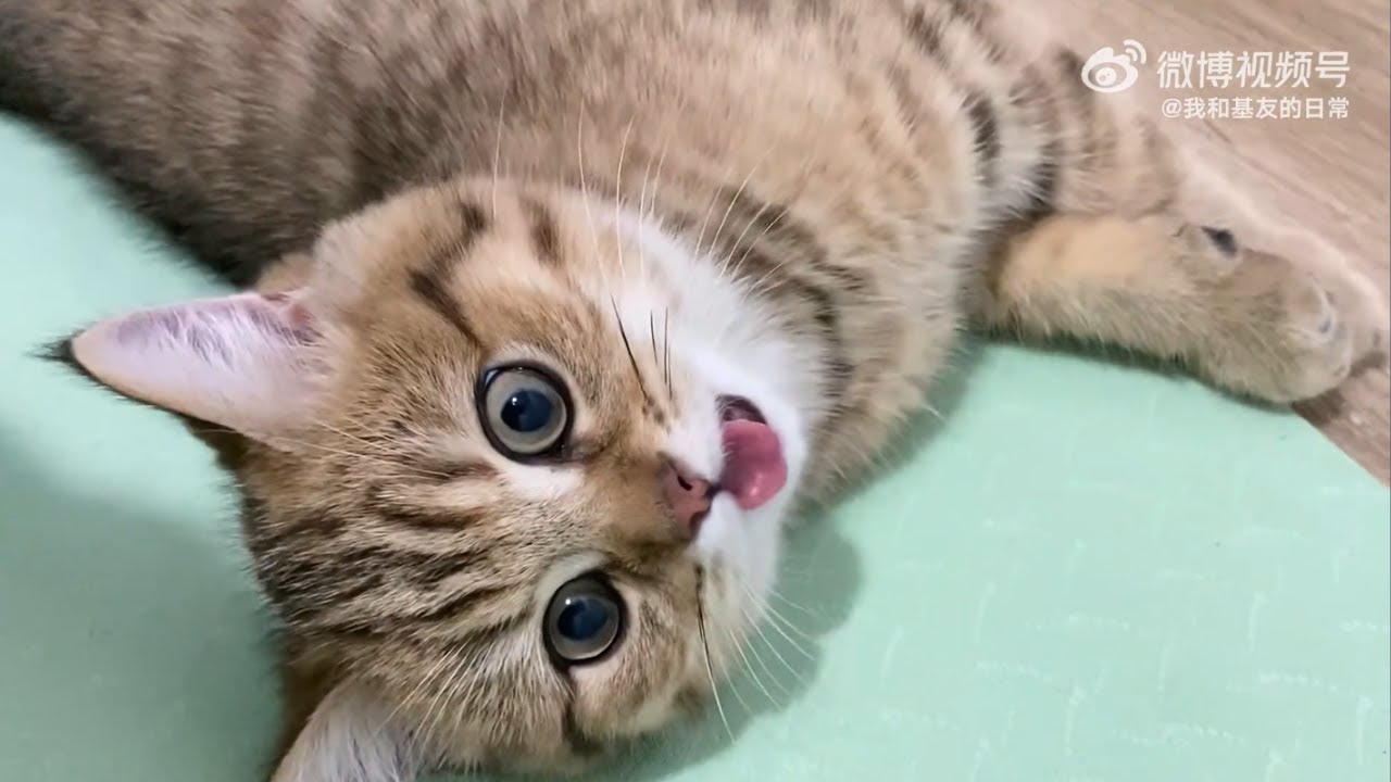 Kucing kalo capek melet melet! Kumpulan video lucu kucing - YouTube