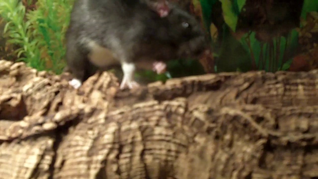 Gaboon viper feeding 1 - YouTube