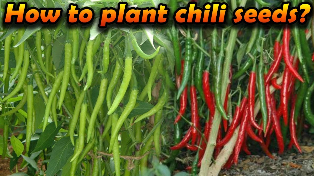 miris wagawa මිරිස් වගාව how to grow Chili home gardening Organic ...
