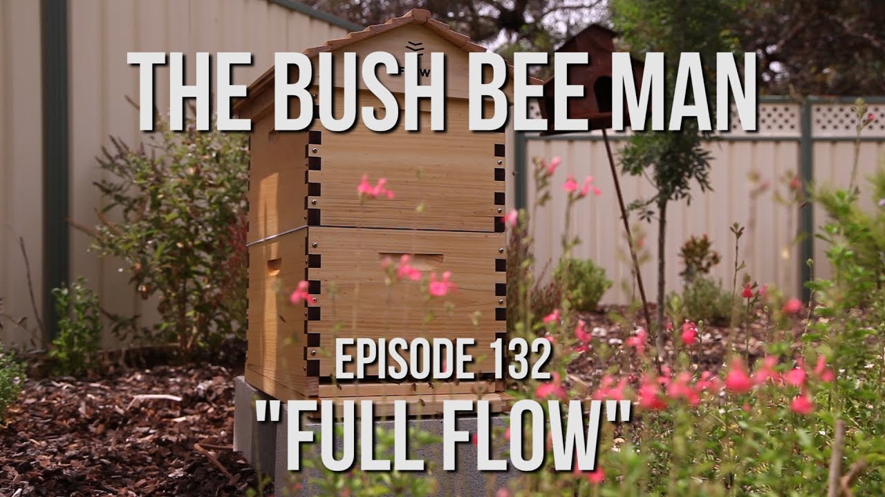 Transferring a Beehive into a Flow Hive - The Bush Bee Man - YouTube