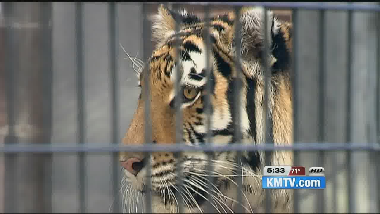 Woman's hand bitten by tiger at Henry Doorly Zoo - YouTube