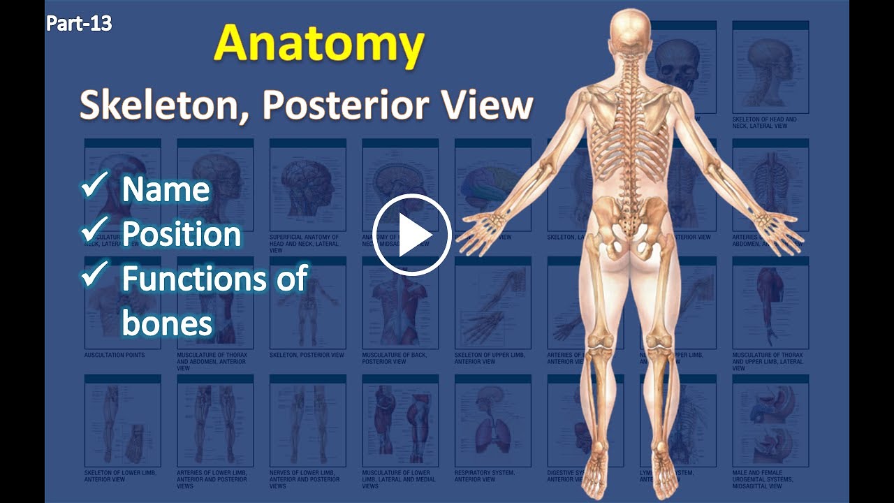 SKELETON, POSTERIOR VIEW - YouTube
