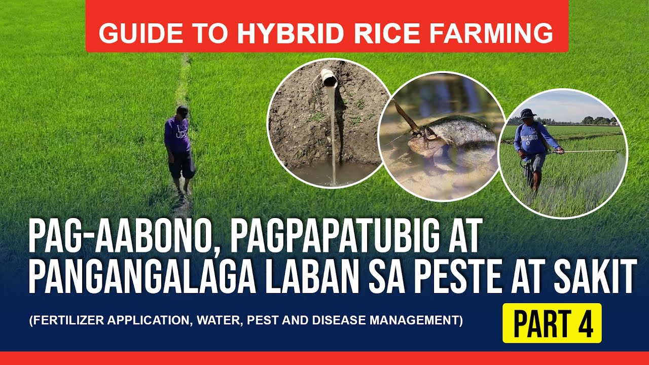 Guide to Hybrid Rice Farming - Part 4 (Fertilizer application, Water ...