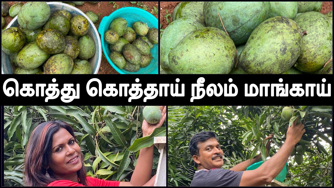 How do Neelam Mangoes Taste?Indian Mango Varieties - YouTube