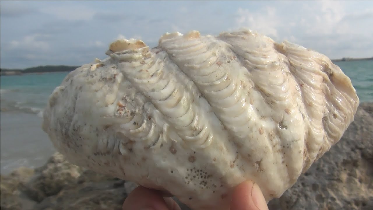 Explore the mudflats and discover many types of shells and sea snails - YouTube