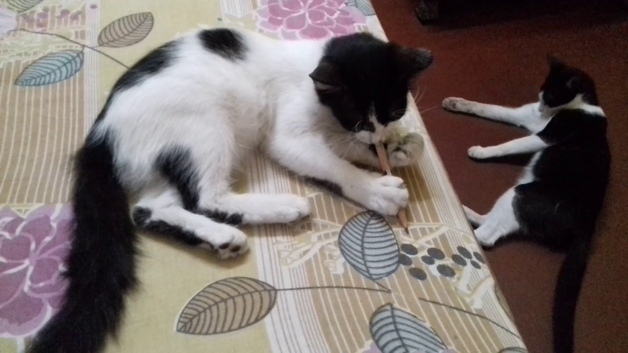 Playfull Mood Cat - YouTube