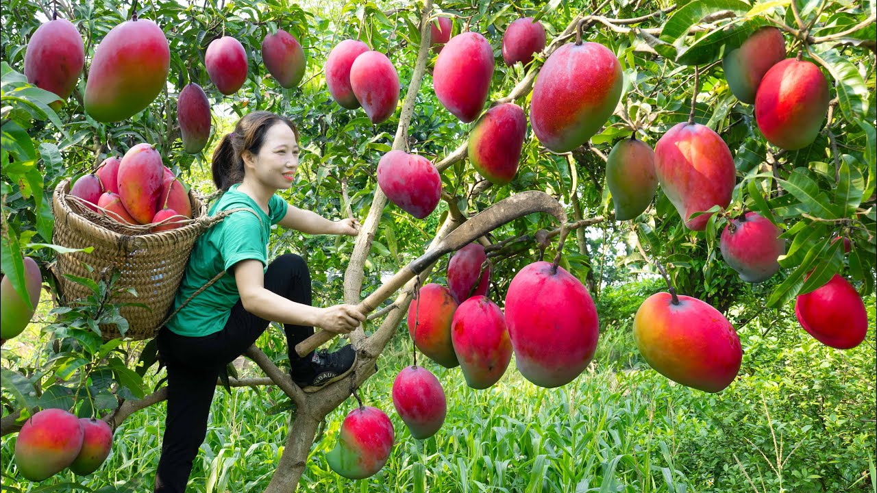 Harvest GIANT RED MANGO Go to market sell - Super delicious way to make ...