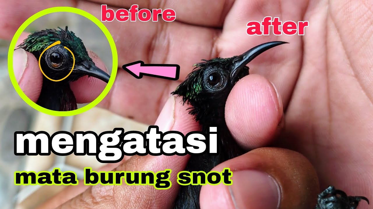 CARA MENGOBATI MATA SNOT PADA BURUNG | OBAT SNOT | OBAT MATA SNOT - YouTube