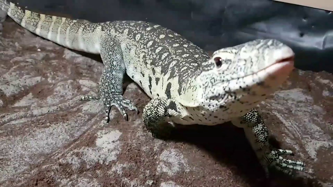 Nile monitor (varanus niloticus) - YouTube