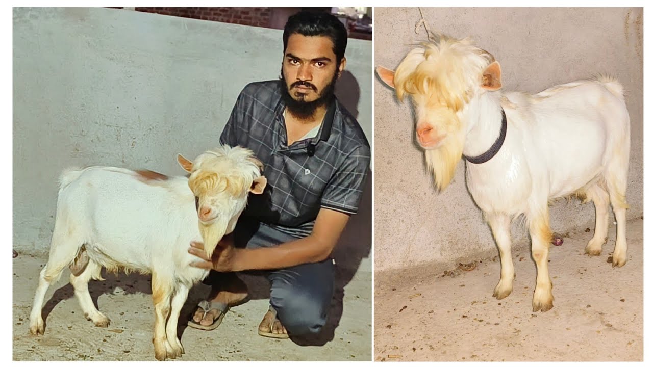 Quality Bantam goats at Anas goat farm Aurangabad Maharashtra - YouTube