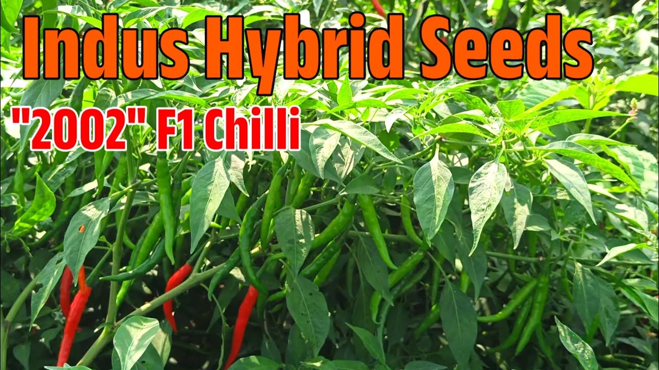 Mirchi Farming in Telugu | Indus Hybrid seeds 2002 f1 Chilli | by Sr ...