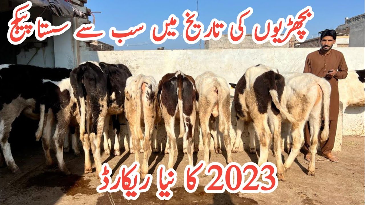 Raja Shakeel | Australian Heifers | HF Heifers | HF calf | Jani Best ...