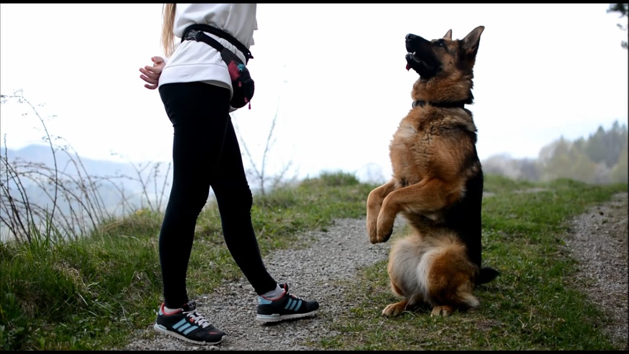 Sara German Shepherd dog tricks - one year together - YouTube