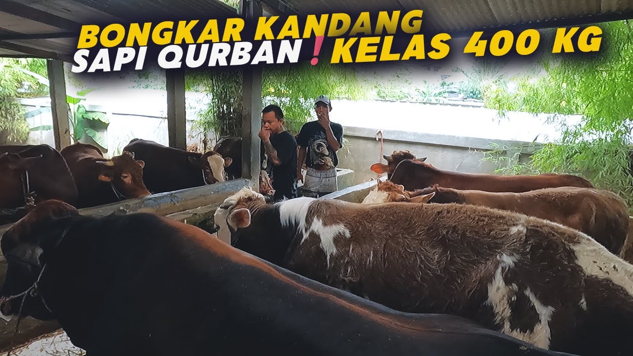 Super Semok 🔥🔥 Kontes Sapi Kelas 400 Kg Ready 15 Ekor lur... - YouTube