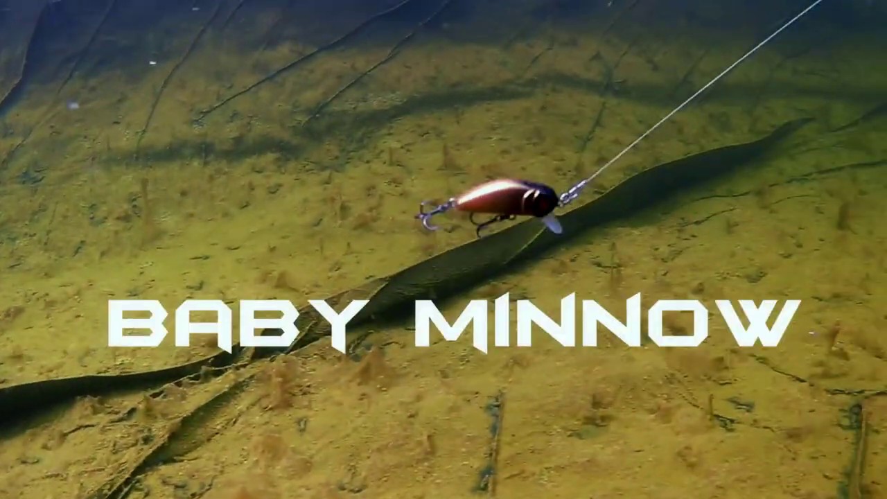 Baby minnow under water - YouTube