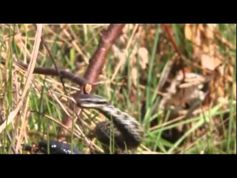 Kreuzottern Kommentkampf - YouTube