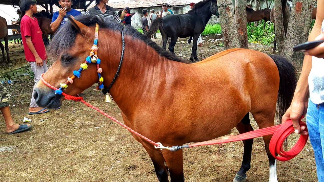 PASAR KUDA | KUDA MINI DI PASAR KUDA SEMUA MATA TERTUJU PADANYA | PASAR ...