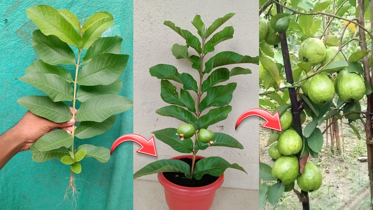 How To Grow Guava Tree From Cutting at Home | Growing guava tree from ...