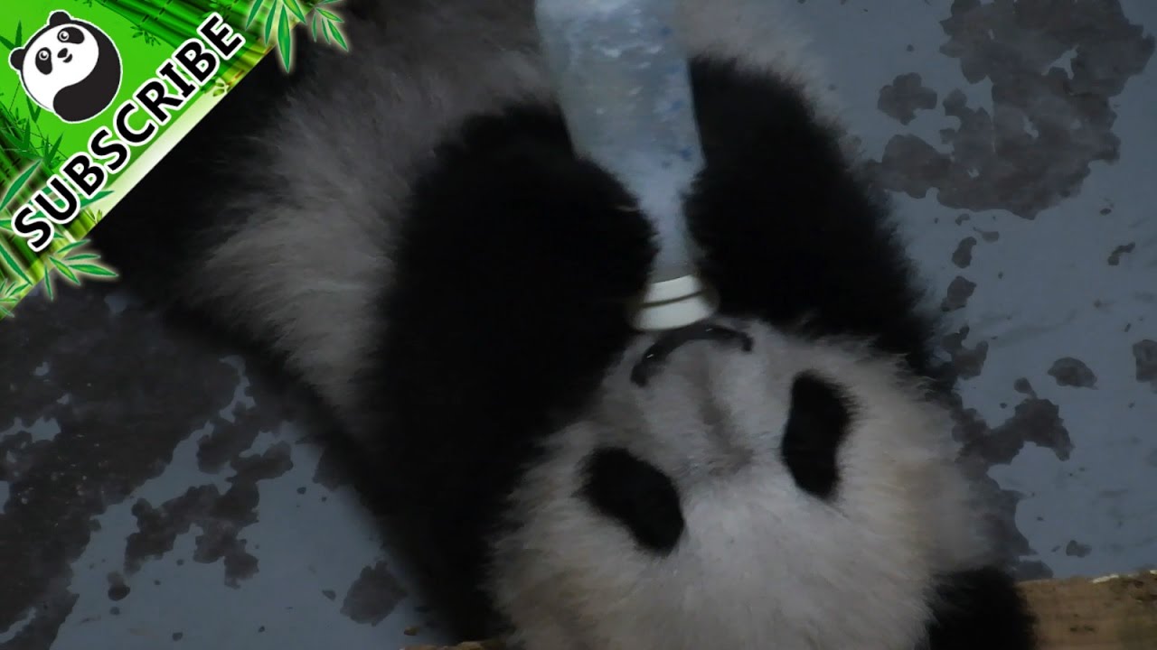 Panda baby learns to drink milk by itself - YouTube