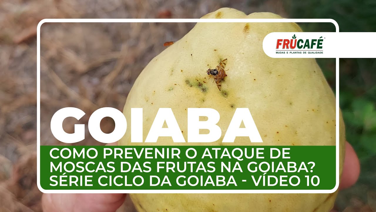 Como Prevenir o Ataque de Moscas das Frutas na Goiaba? Série Ciclo da ...