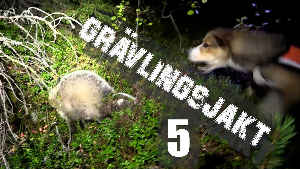 Grävlingsjakt 5 - jakt med halvstövare - YouTube