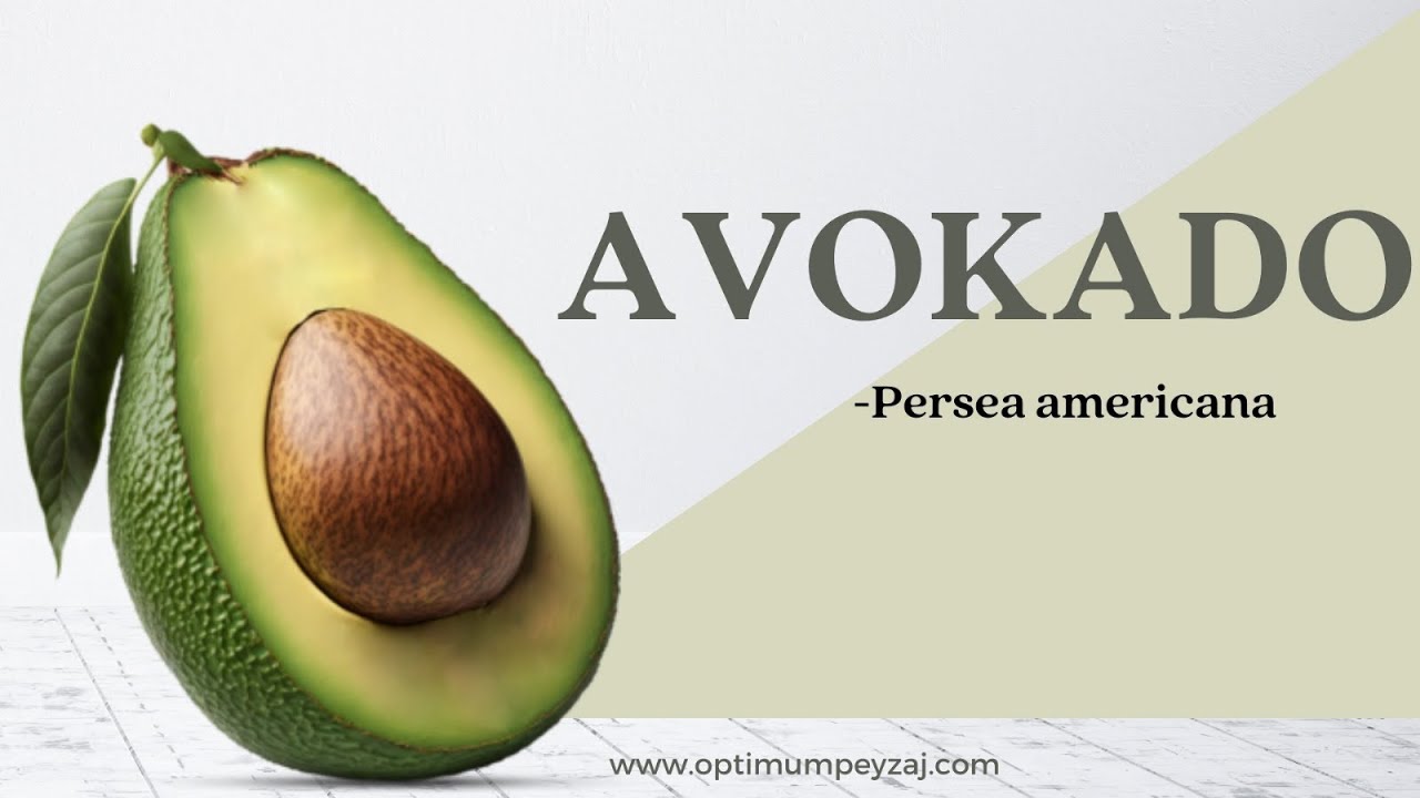 BİTKİ ANSİKLOPEDİSİ | AVOKADO - PERSEA AMERİCANA NEDİR? AVOKADO NASIL ...