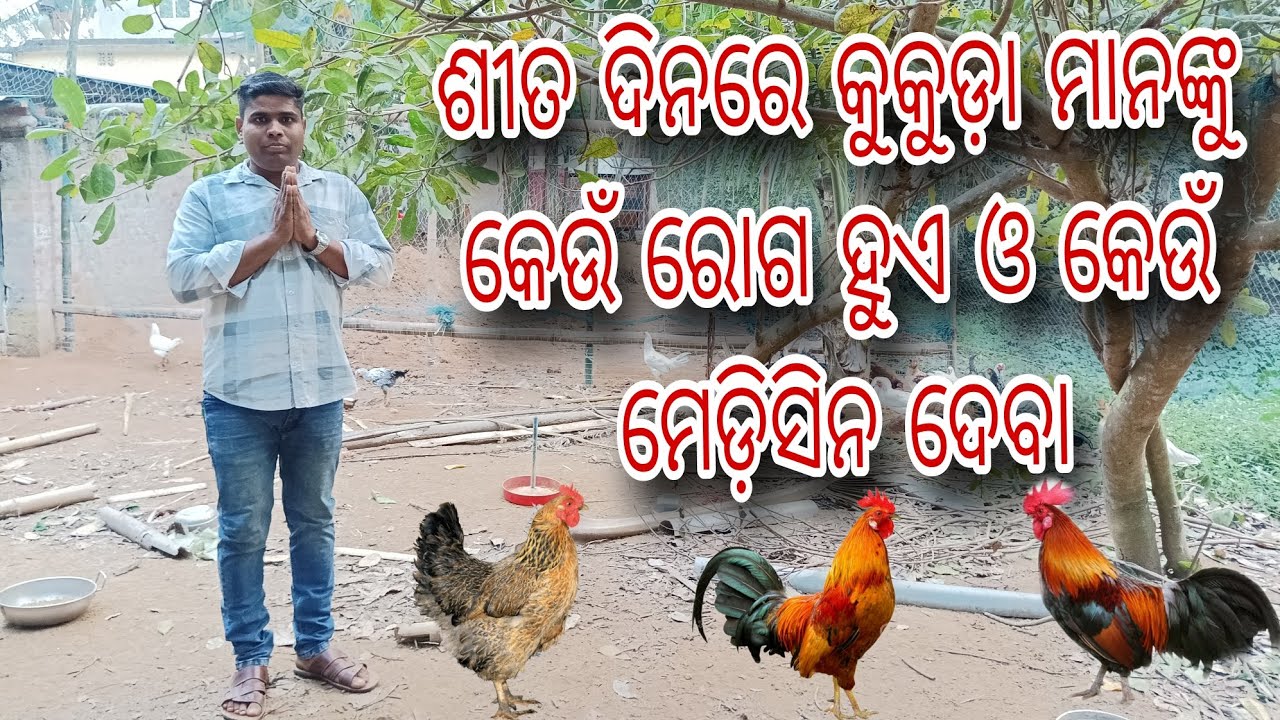 ଶୀତ ଦିନରେ କୁକୁଡ଼ା ମାନଙ୍କୁ କେଉଁ ରୋଗ ହୁଏ ଓ କେଉଁ ମେଡ଼ିସିନ ଦେବା // Papu ...