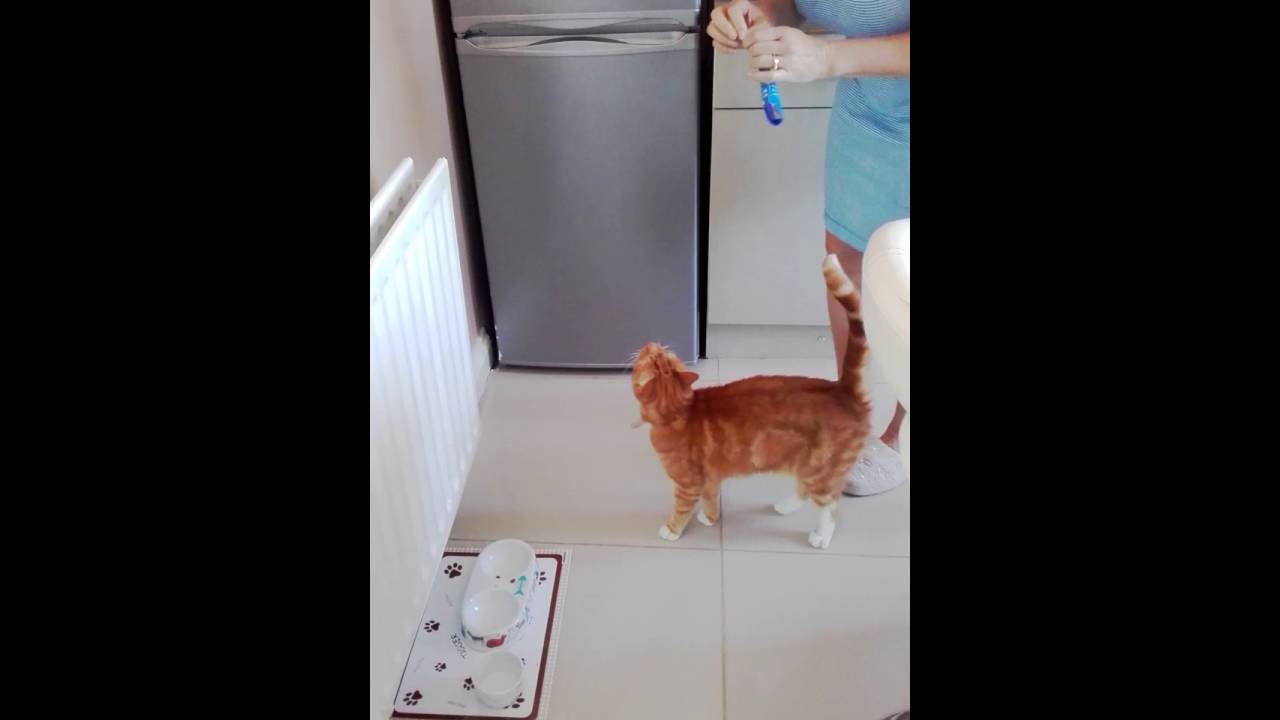 Boom Cat Memes