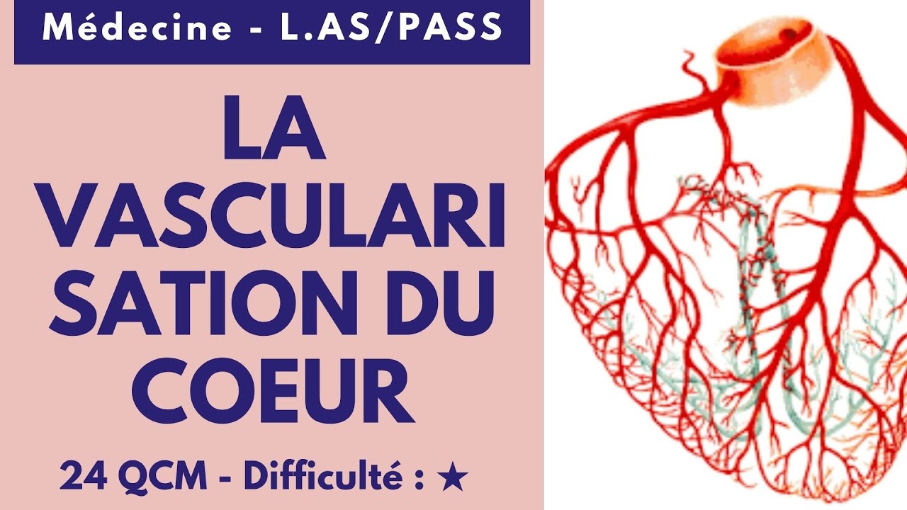 LA VASCULARISATION DU COEUR - 24 QCM - Difficulté : ★ - YouTube