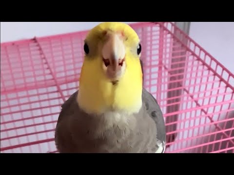 Cockatiel drinking water - YouTube