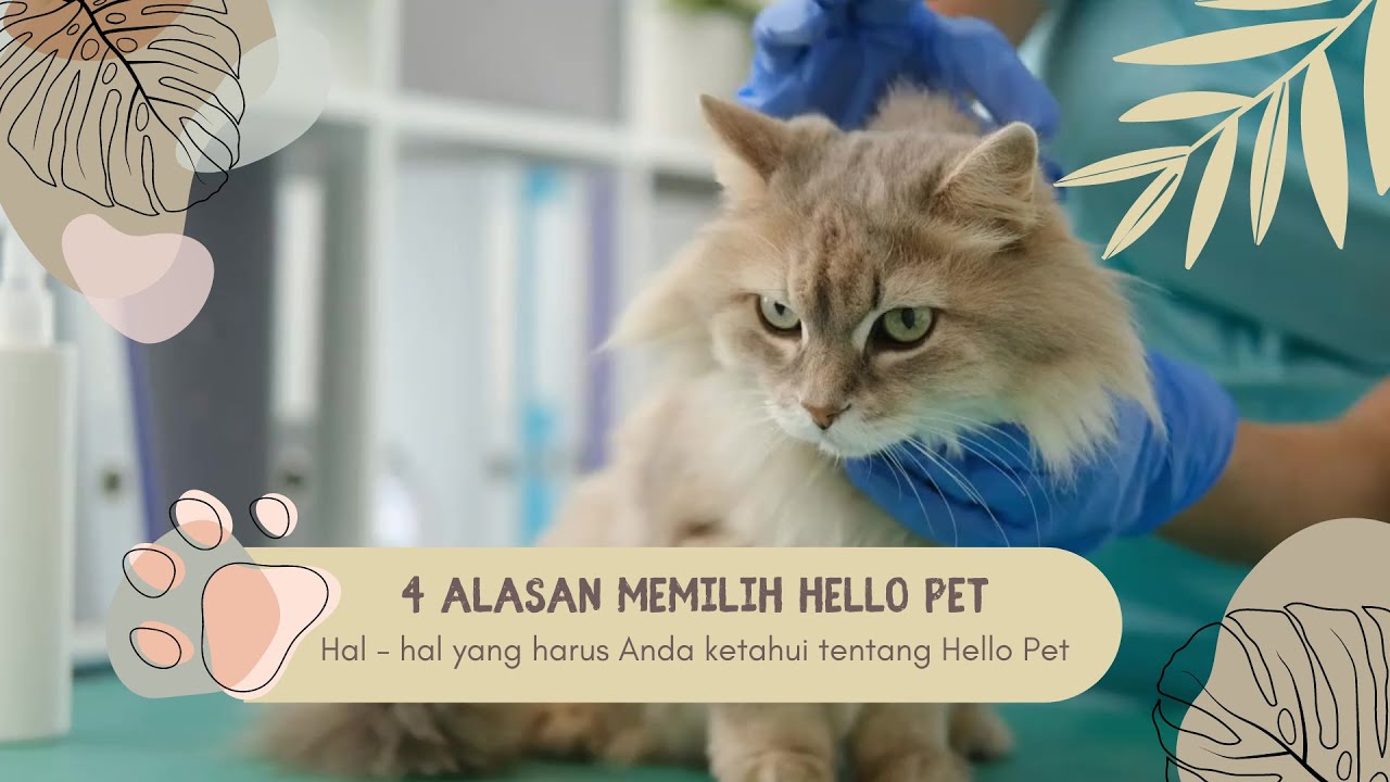 4 Alasan Memilih Hello pet - YouTube