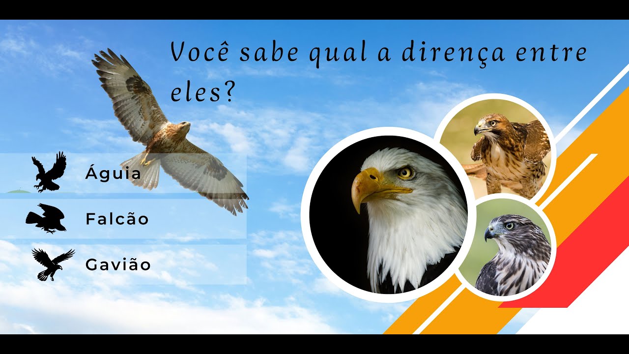 Qual a diferença entre Águia, Falcão e Gavião - YouTube