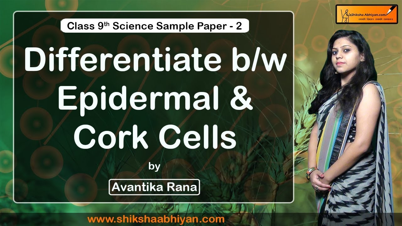 Q18 Differentiate between epidermal and cork cells-#CBSE Class 9 ...