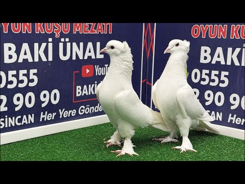 🏆❗👑 Canlı Güvercin Mezatı #Mezat BAKİ ÜNAL 🏆❗👑