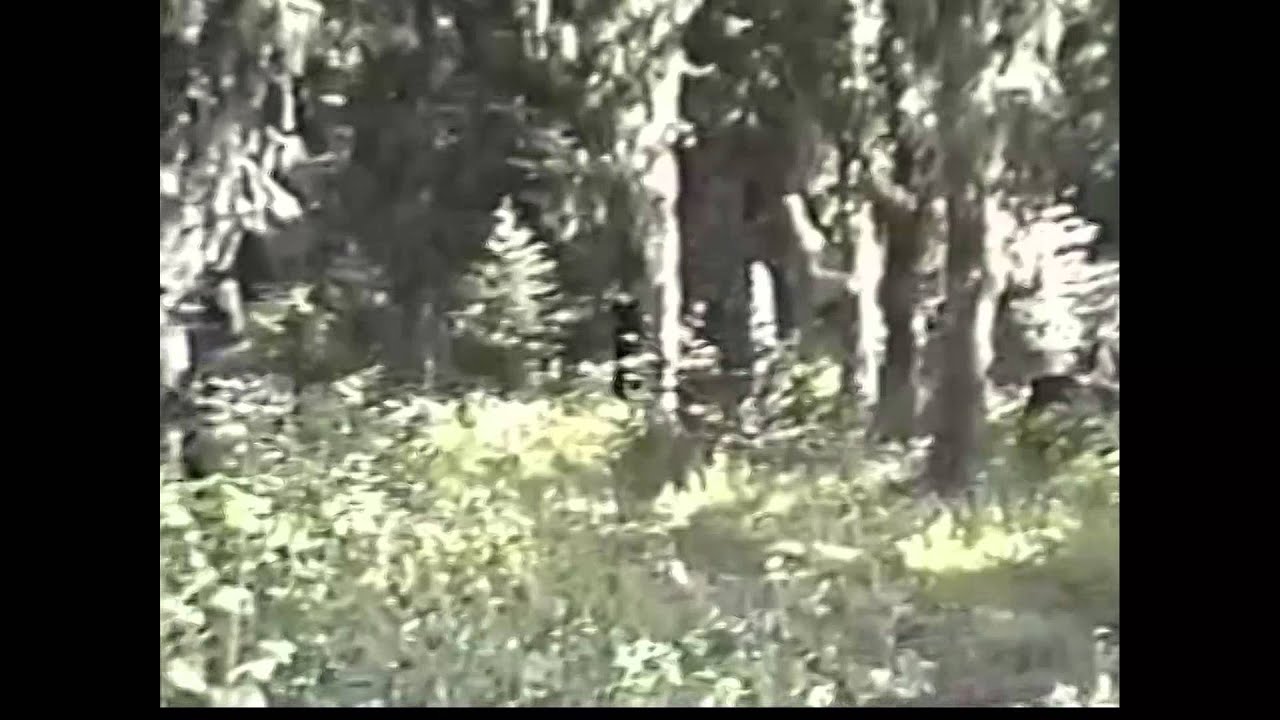 Paul Freeman Video with ultra high stabilization - YouTube