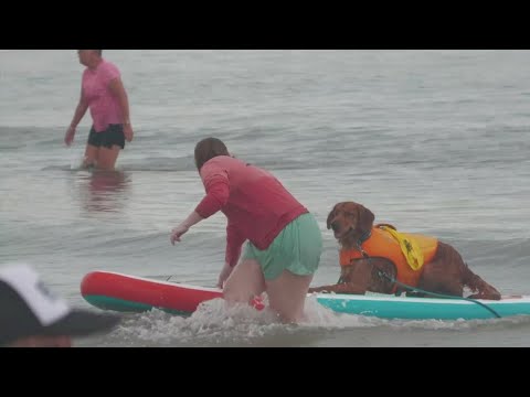 Dogs go surfing in Galveston, Texas - YouTube