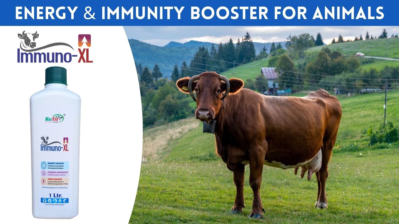 Immuno-XL - Energy & Immunity Booster For Cattle - YouTube