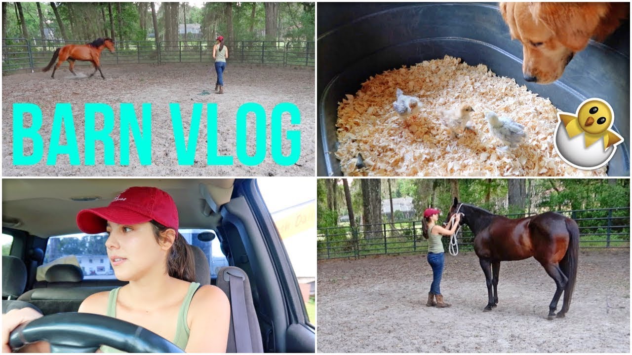 A Busy Day | BARN VLOG - YouTube