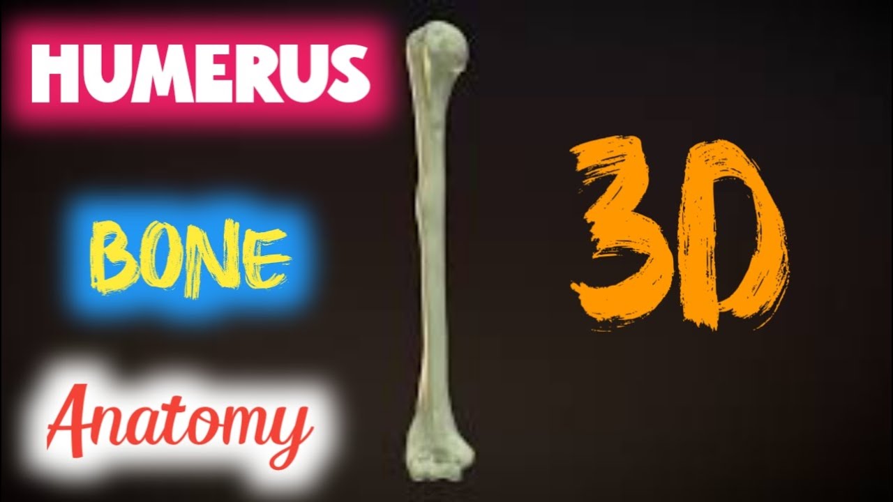 humerus anatomy | humerus anatomy upper extremity - YouTube