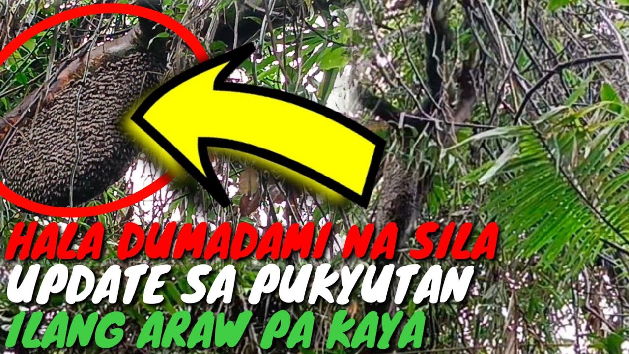 UPDATE SA PUKYUTAN,KELAN KAYA MAKAKATIKIM NG PURO AT FRESH HONEYBEE ...