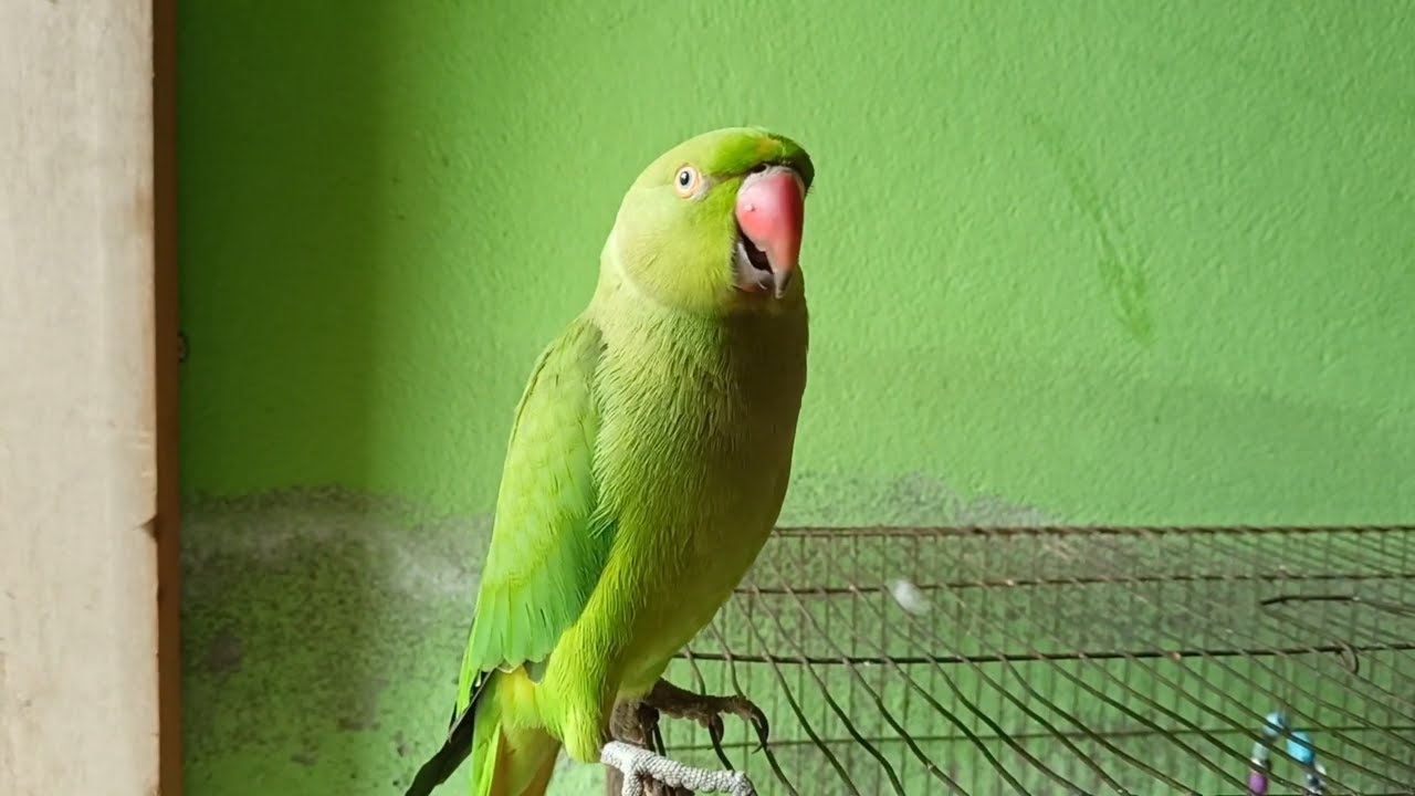 Loud Parrot Chirping | Natural Parrot Sounds | Parrot Calling Sounds ...