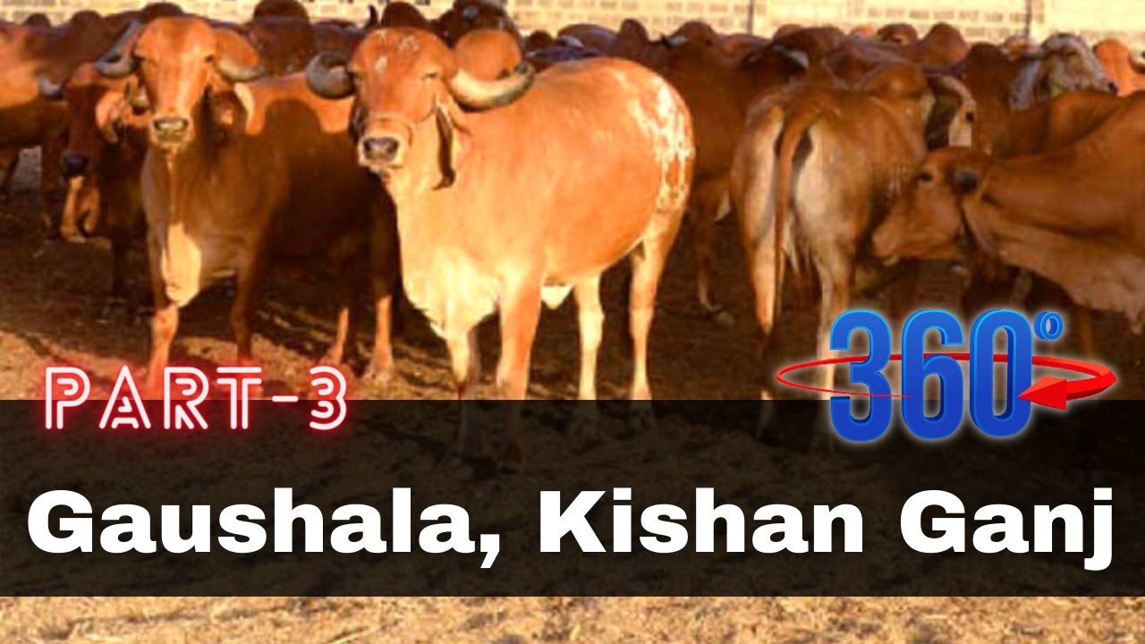 Part 3: 360° Gaushala, Delhi Pinjrapole Society Gau Sadan (Gaushala ...