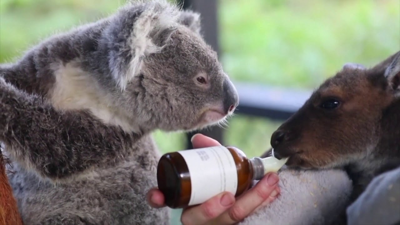 Koala and kangaroo joey duo form unlikely friendship - YouTube